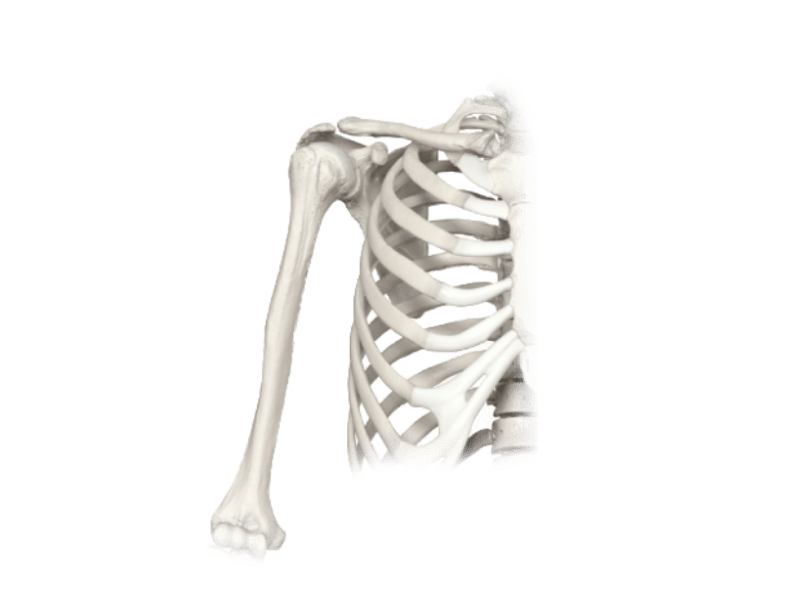Orthomax India | Top Orthopaedic Implants & Surgical Instruments ...